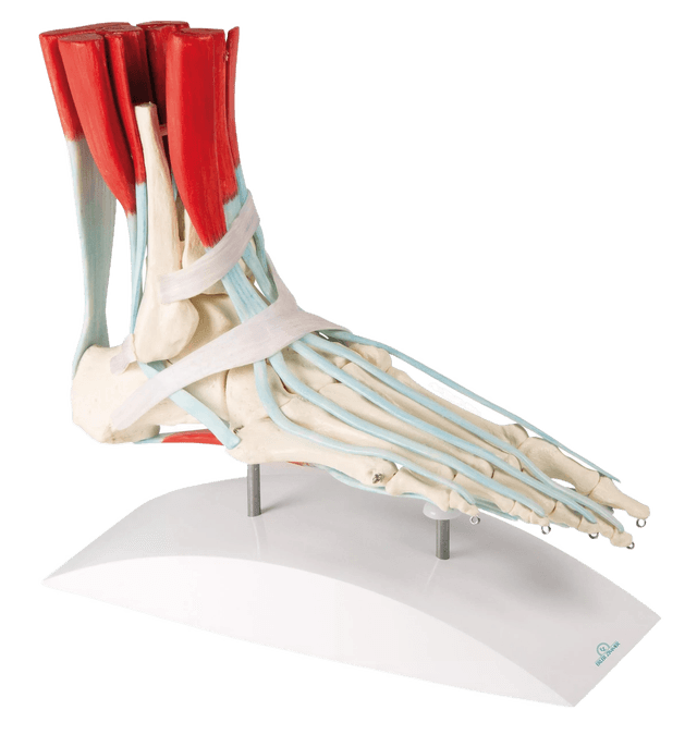 Exmed | Fotskjelett med ligamenter 6052