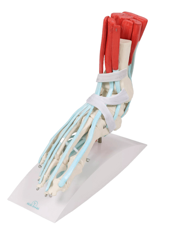 Exmed | Fotskjelett med ligamenter 6052