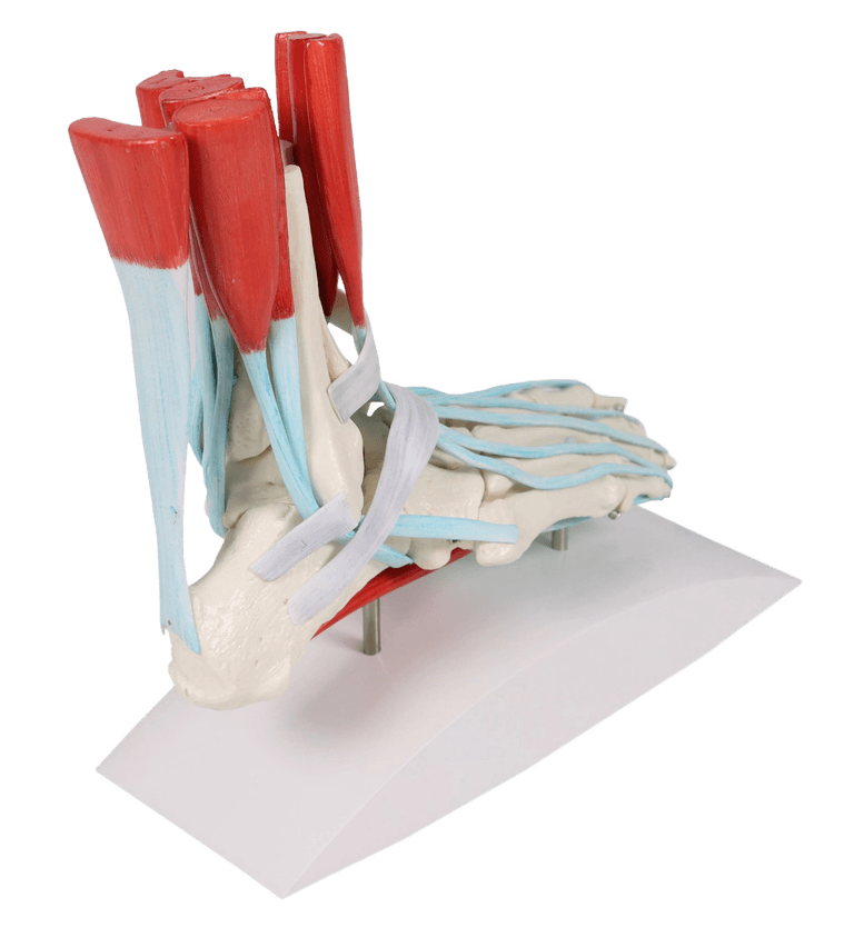 Exmed | Fotskjelett med ligamenter 6052